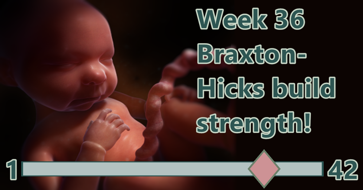BirthWatch | Week 36: Braxton Hicks contractions continue... - BirthWatch