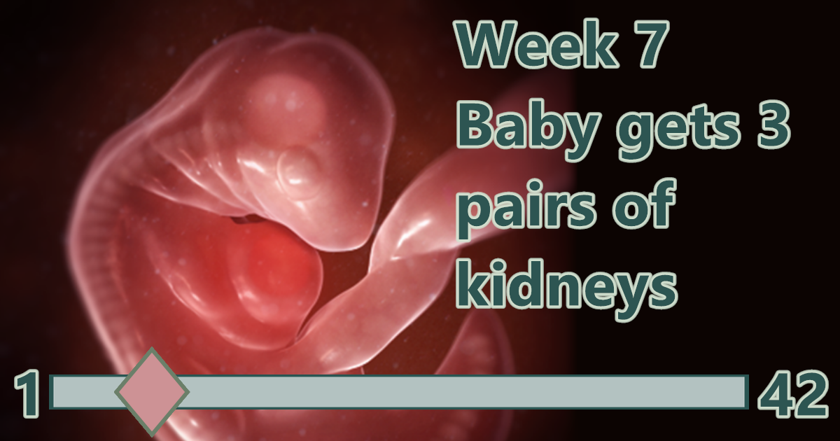 BirthWatch | Week 7: Your baby will rapidly... - BirthWatch